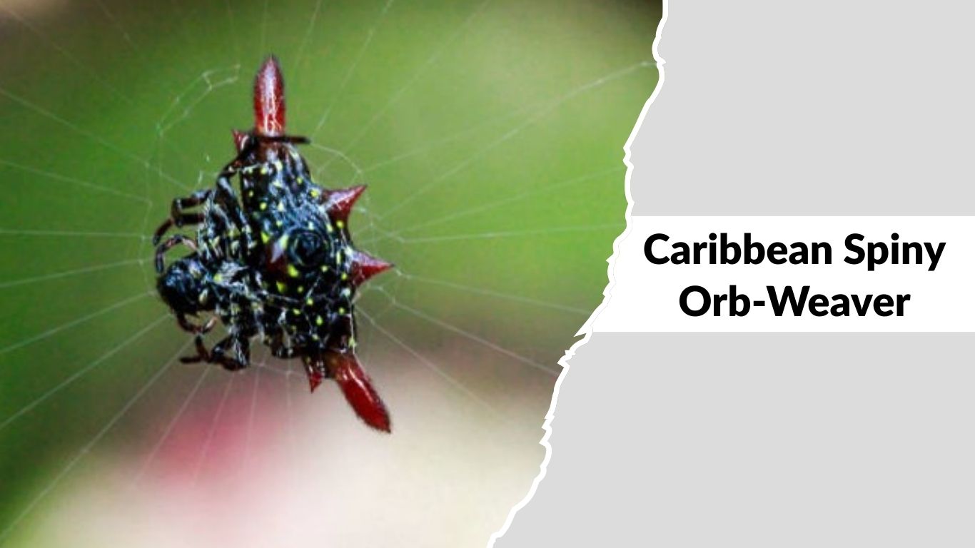 7 Common Types of Spiny Orb Weavers: You Might Spot in Your Garden