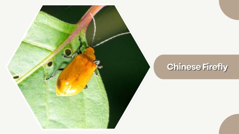 12 Types of Firefly: Species Identification with Pictures