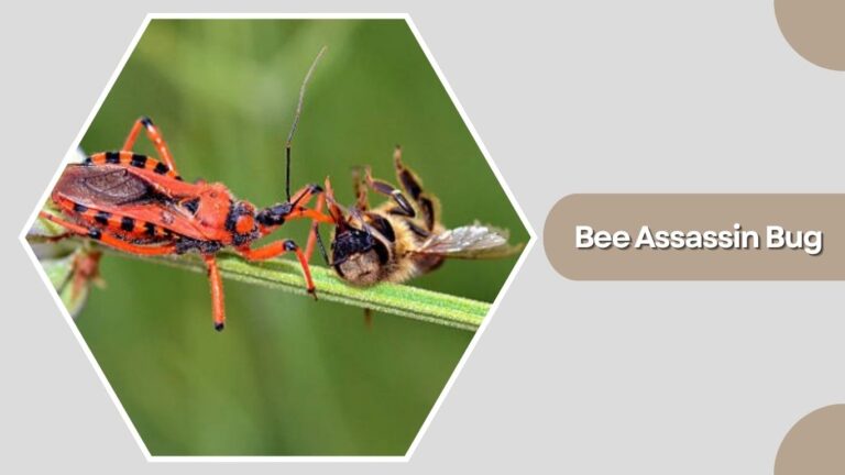 15 Types Of Assassin Bug Species Identification With Pictures