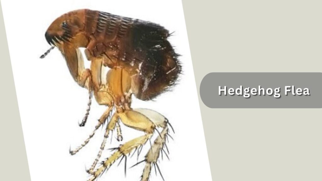13 Types of Fleas: Habitat, Lifecycle, Diet, Identification with Pictures