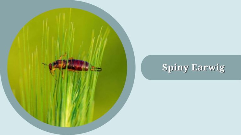 14 Types of Earwig Insects: Identification, Larvae, Habitat, Bite