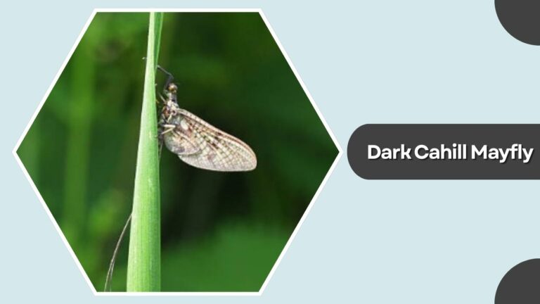 15 Common Types of Mayflies: Habitat, Behaviors, Pictures