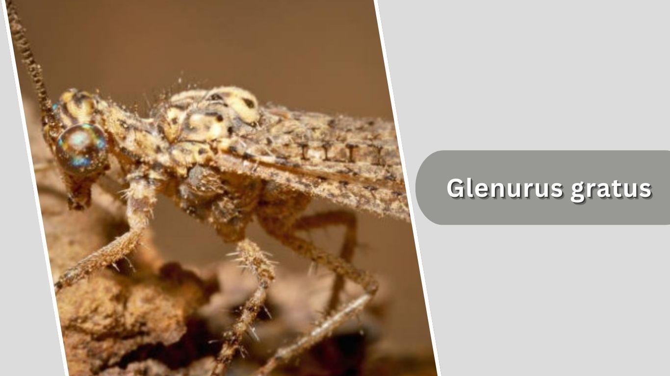 10 Types of Antlion: Size, Diet, Lifecycle, Identification with Picture