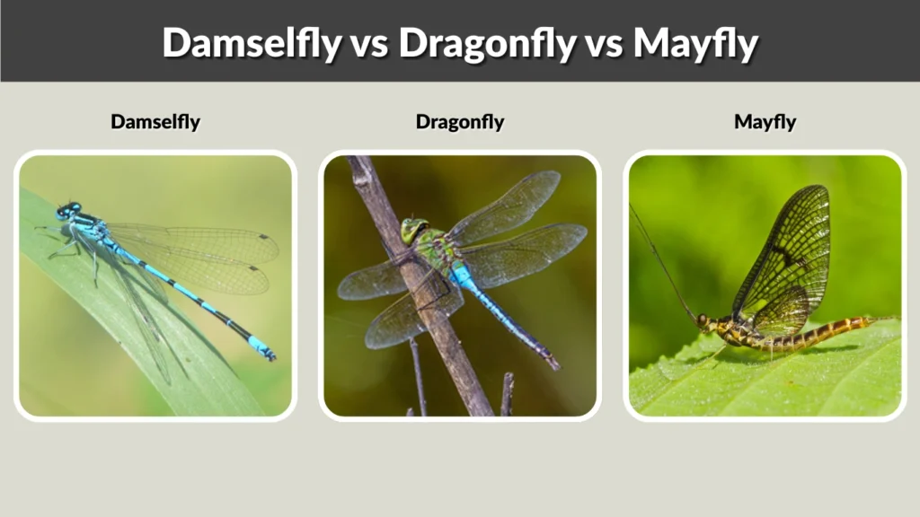 Damselfly vs Dragonfly: Key Differences Explained