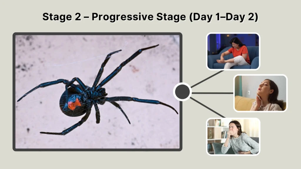 Black Widow Spider Bite Stages: How Symptoms Progress