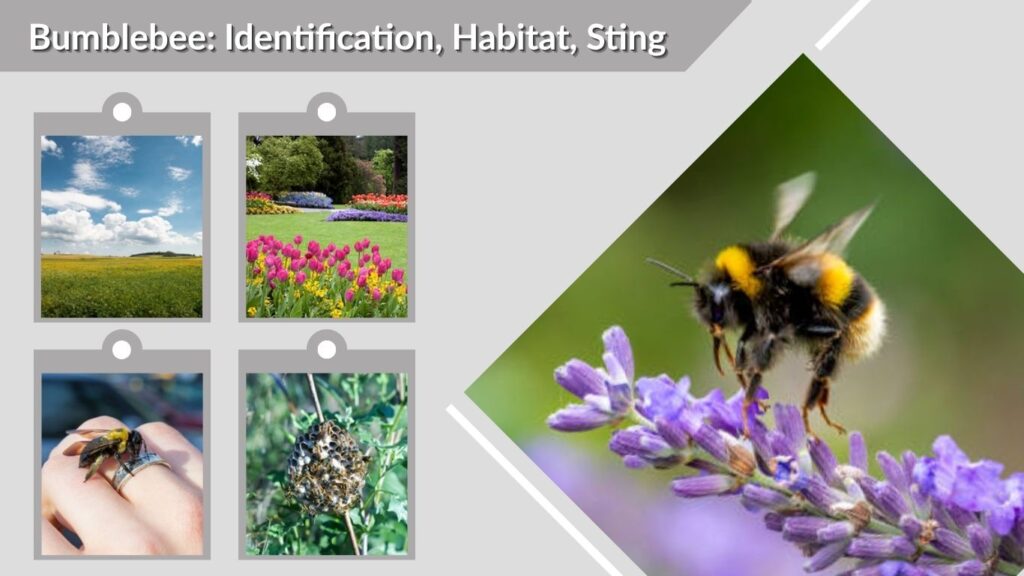 Bumblebee: Identification, Habitat, Sting, Life Cycle & Key Facts