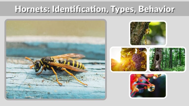 Hornets: Identification, Types, Behavior & How to Stay Safe