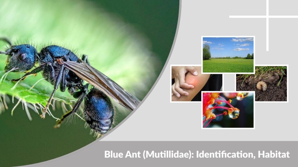 Blue Ant (Mutillidae): Identification, Habitat, Behavior & Facts