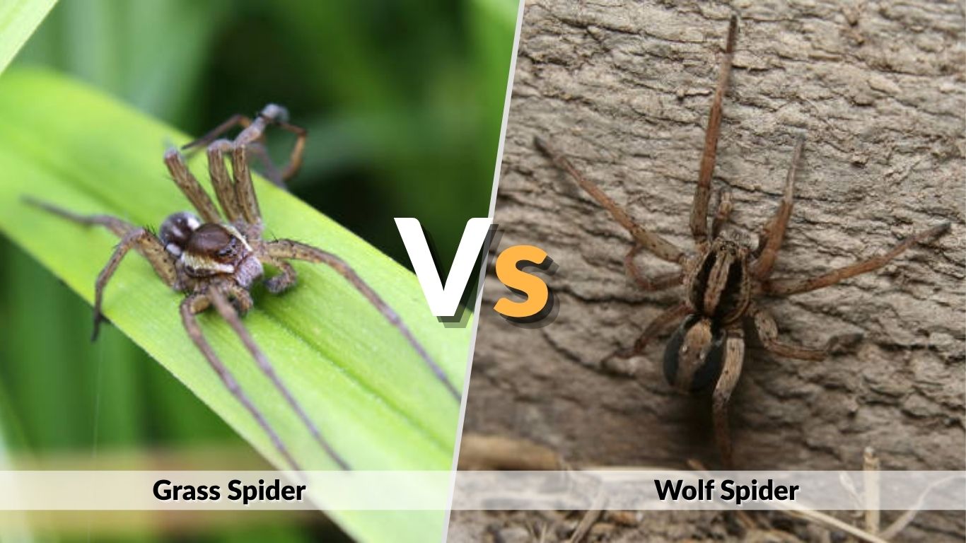 Grass Spider vs Wolf Spider: Key Differences, Identification, Size, and ...