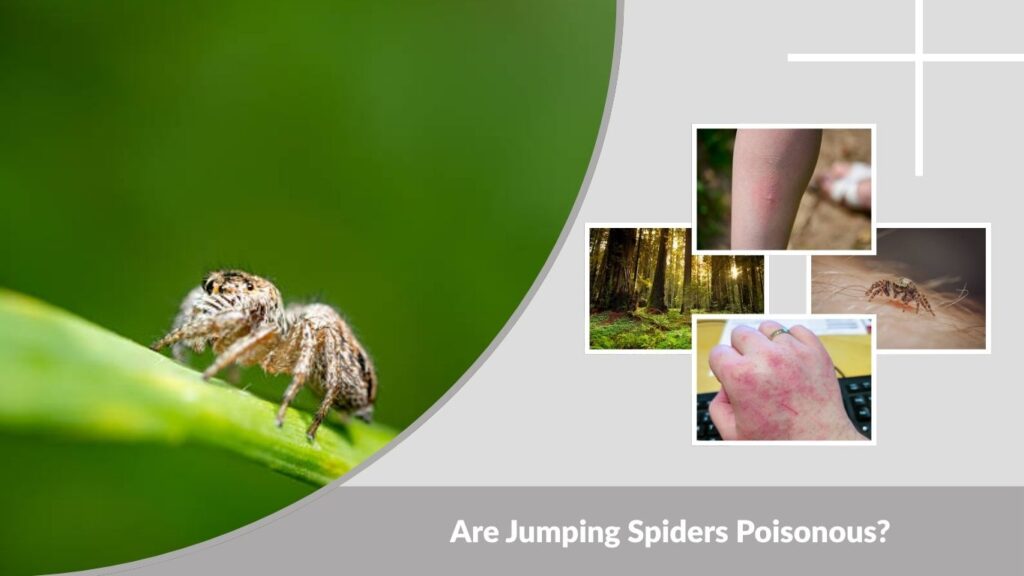 Are Jumping Spiders Poisonous? (Complete Safety Guide)
