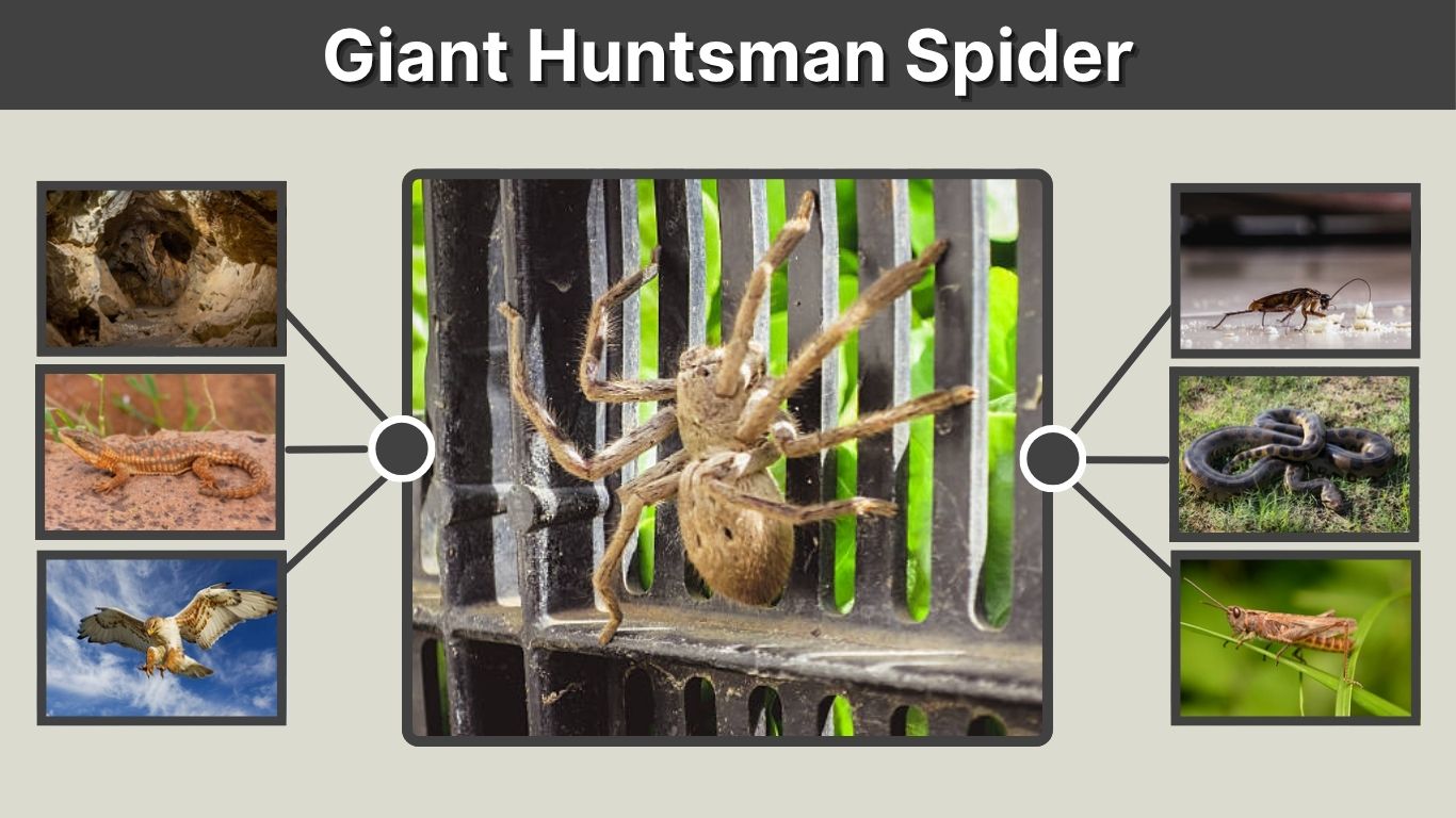 Giant Huntsman Spider: Size, Bite, Habitat and Facts
