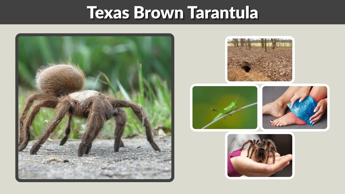 Texas Brown Tarantula: Size, Bite, Care & Facts Guide