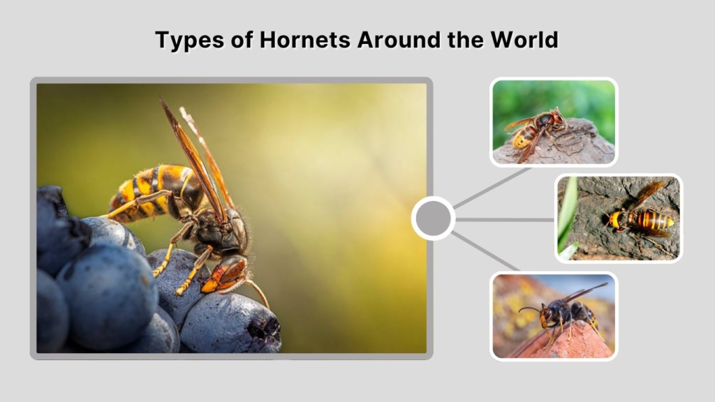 Hornets: Identification, Types, Behavior & How to Stay Safe