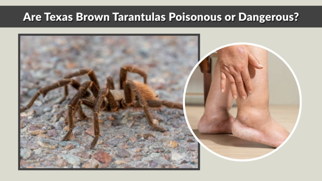 Texas Brown Tarantula: Size, Bite, Care & Facts Guide
