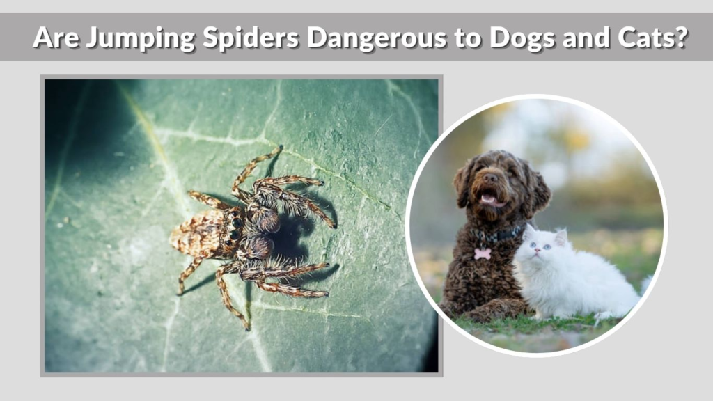 Are Jumping Spiders Poisonous? (Complete Safety Guide)