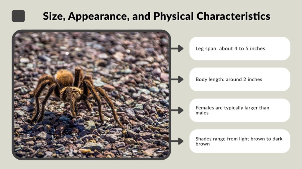 Texas Brown Tarantula: Size, Bite, Care & Facts Guide