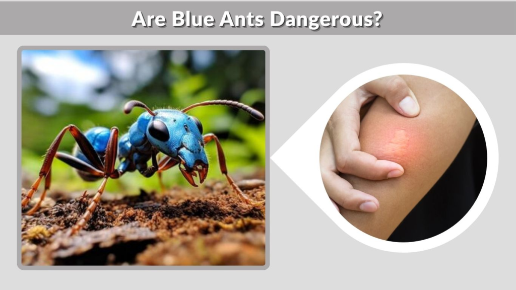 Blue Ant (Mutillidae): Identification, Habitat, Behavior & Facts