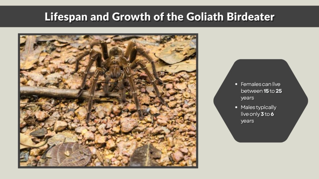 Goliath Birdeater: Facts, Size, Bite and Care Guide