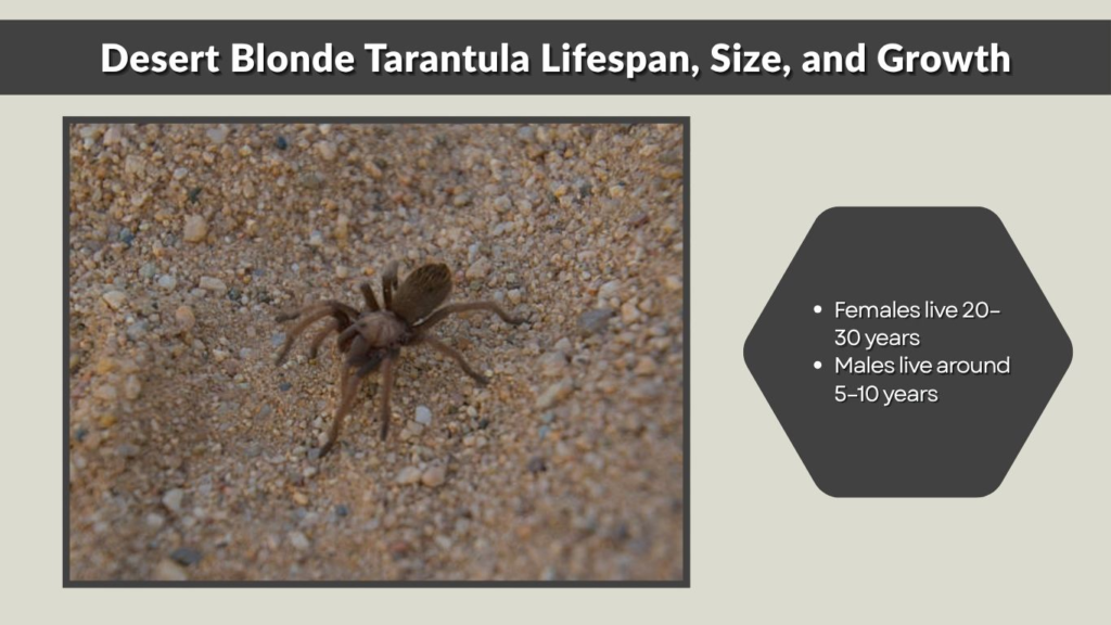 Desert Blonde Tarantula: Habitat, Behavior, Care and Facts