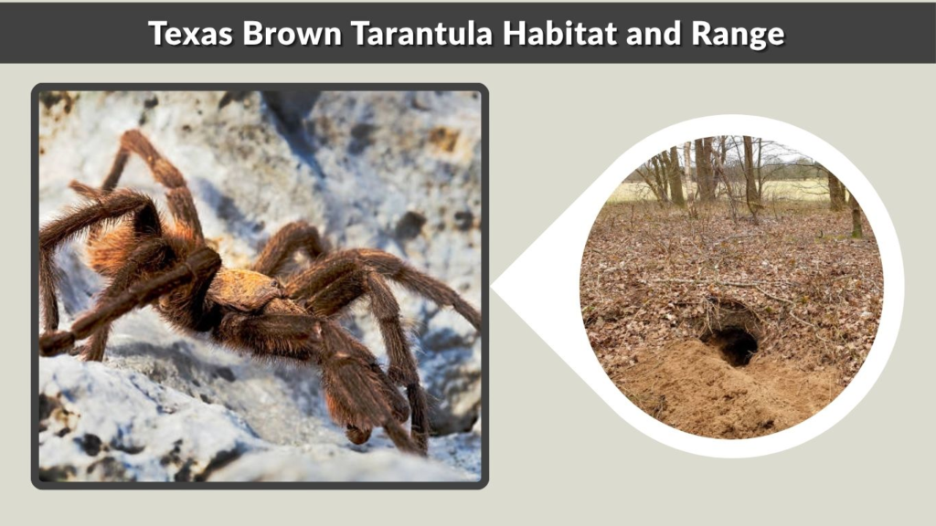 Texas Brown Tarantula: Size, Bite, Care & Facts Guide