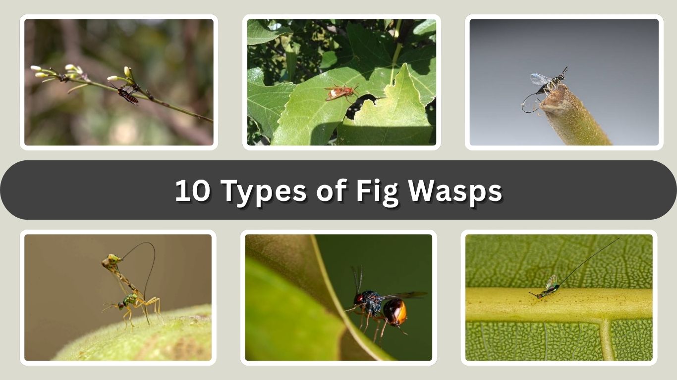 10 Types of Fig Wasps: Identification with Pictures