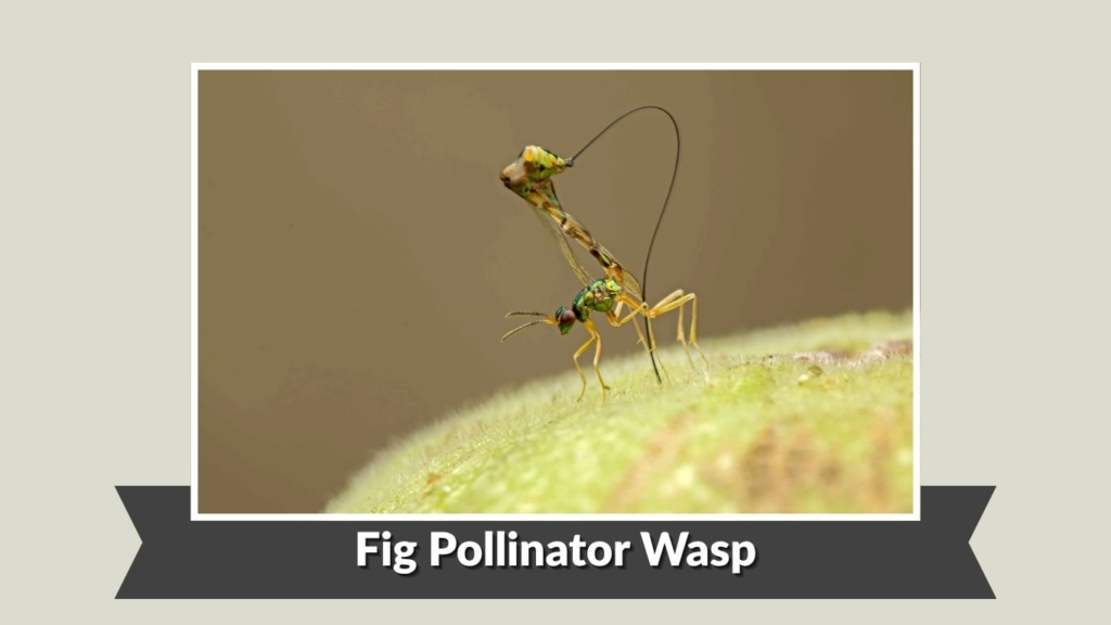 10 Types of Fig Wasps: Identification with Pictures