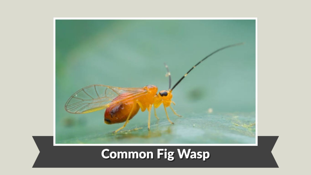 10 Types of Fig Wasps: Identification with Pictures