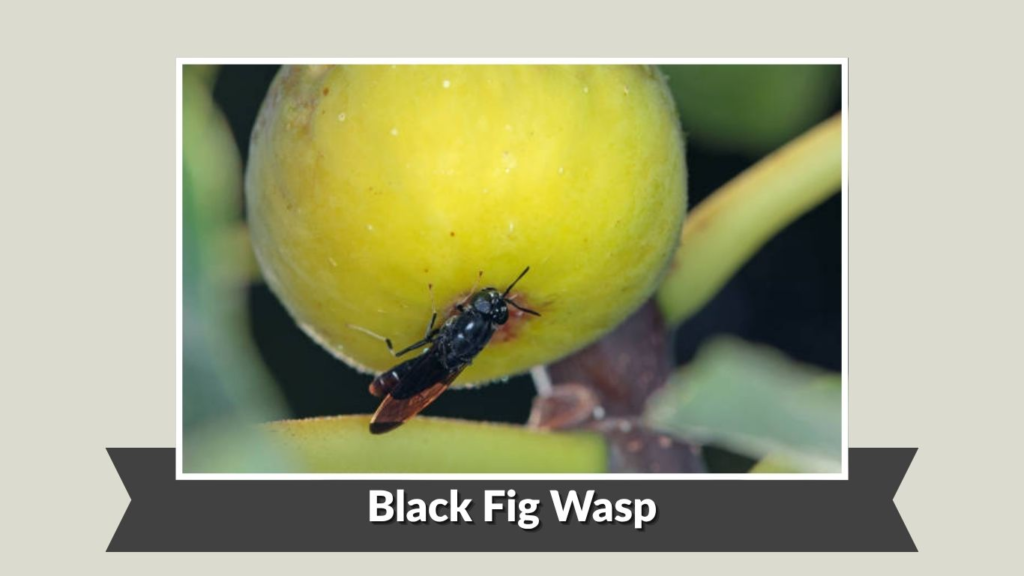 10 Types of Fig Wasps: Identification with Pictures