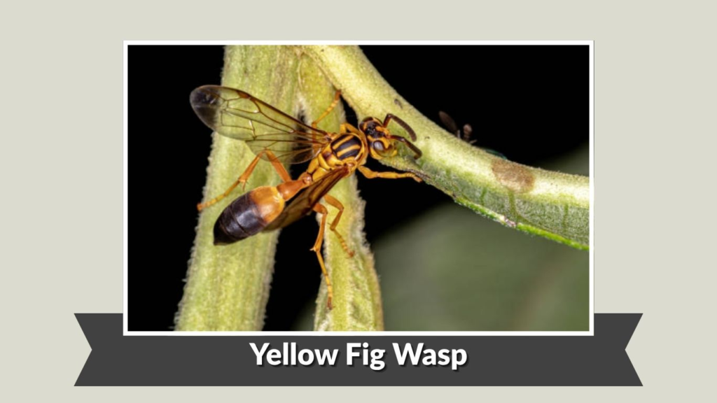 10 Types of Fig Wasps: Identification with Pictures