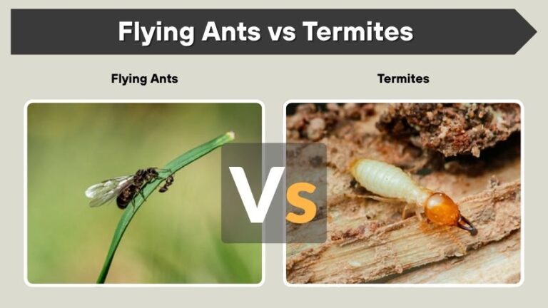 Flying Ants vs Termites: How to Tell Them Apart