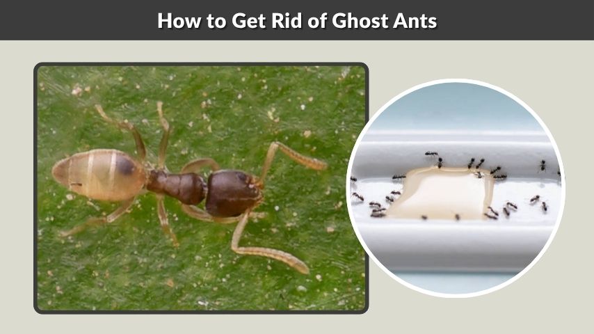 Ghost Ant: Identification, Bites, Control, and Prevention