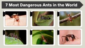 7 Most Dangerous Ants in the World