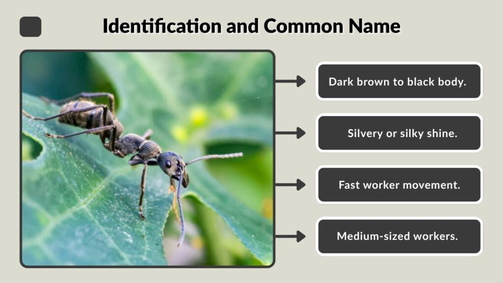 Formica subsericea: Silky Field Ant Care Guide