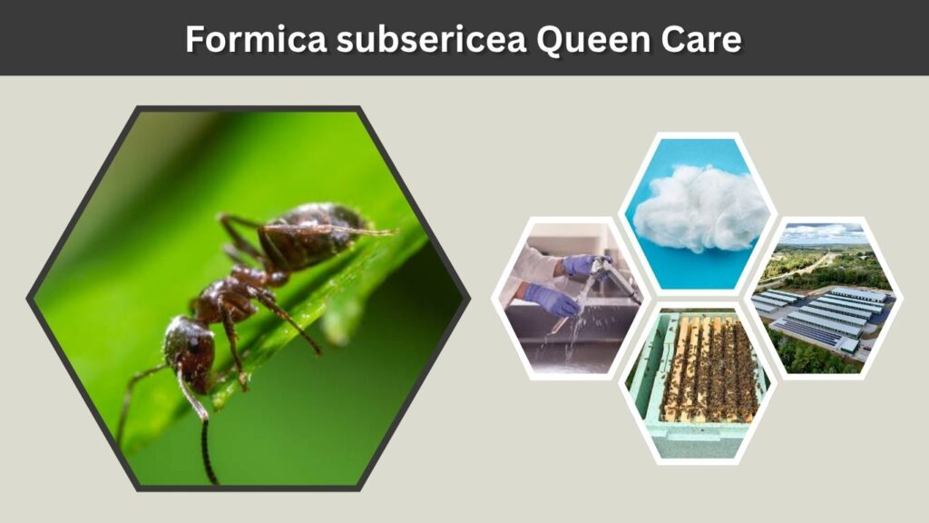 Formica subsericea: Silky Field Ant Care Guide