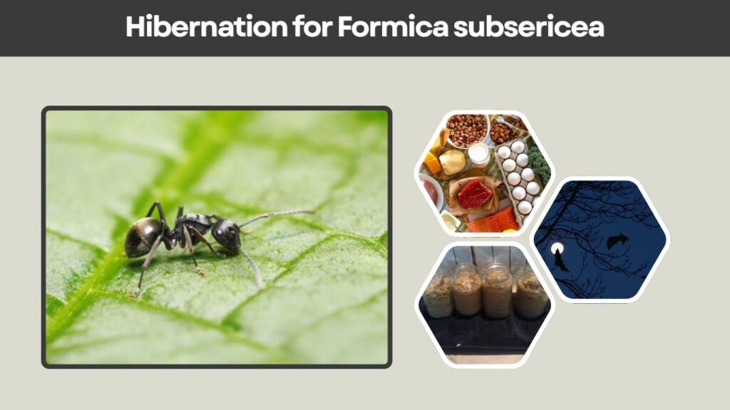 Formica subsericea: Silky Field Ant Care Guide