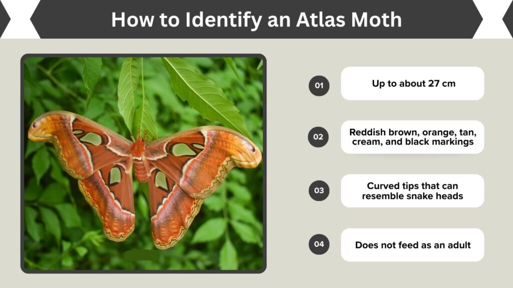 Atlas Moth Insect: Size, Habitat, Life Cycle and Facts