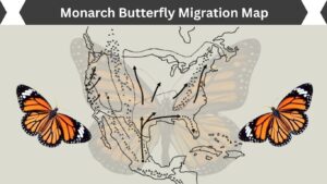 Monarch Butterfly Migration Map: Routes, Timing & States